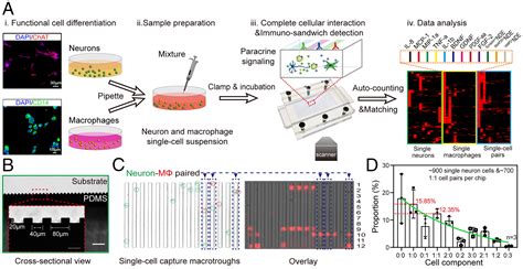 Neuron Cell Grade School