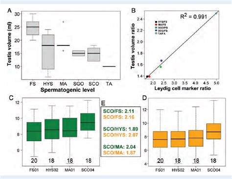 Figure From Fold Change Correction Values For Testicular Somatic Transcripts In Gene