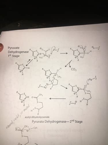Biochem Final Flashcards Quizlet