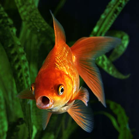 Carassius Auratus O Pesce Rosso Viridea