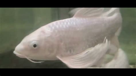 플래티넘 버터플라이 코이 롱핀 Youtube