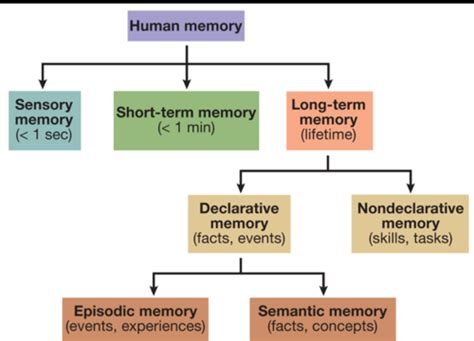 Learning Memory Flashcards Quizlet