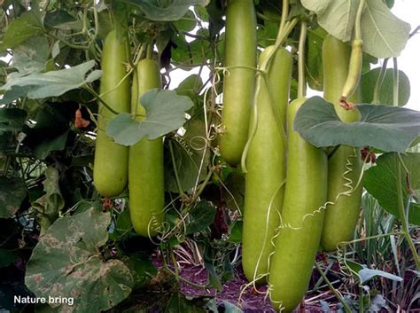 Bottle Gourd Plant