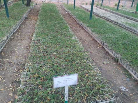 တံတားဦးမြို့နယ် အပူပိုင်းဒေသ စိမ်းလန်းစိုပြေရေးဦးစီးဌာနတွင် မိုးရာသီ သစ်ပင်စိုက်ပျိုးရန် ပျိုးပင