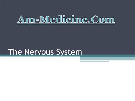 Anatomy And Physiology Lecture Notes The Nervous System Ppt