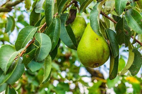 Pear Doyenne Du Comice Patio Fruit Tree Holland House Garden Centre