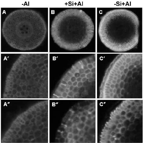 Fluorescence Of The Morin Al Complex In Root Cross Sections Of Maize Cv Download Scientific