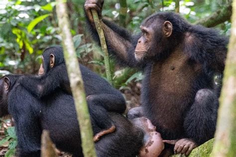 How Do Male Chimps Ask For Sex It Depends On Their Local Dialect Cbc