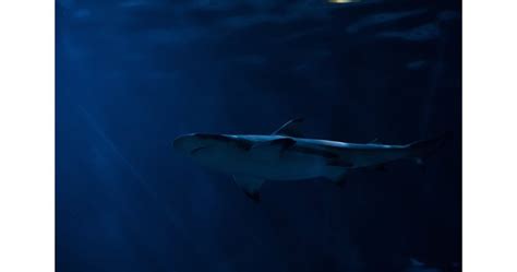 След успеха на Луната Индия планира да изпрати изследователи на дъното на океана R Segabgforum