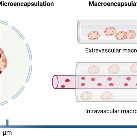 schematic diagram of encapsulation devices at different scales