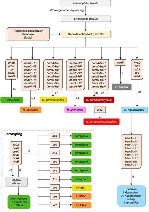 Decision Algorithm To Classify Human Related Strains Of Haemophilus