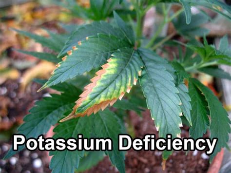 How To Fix Cannabis Nutrient Burn Pics And Symptoms