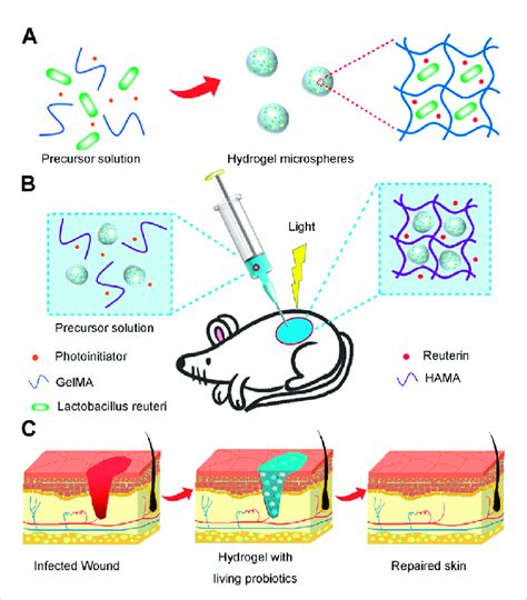 Scheme Of Composited Hydrogels With The Living Probiotics Encapsulated Download Scientific