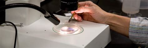 Raman Microscope University Of Maryland Center For Environmental Science