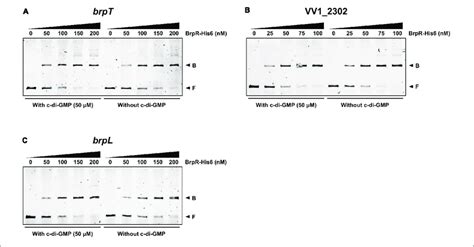 Similar Binding Affinity Of Brpr His6 In The Presence Or Absence Of Download Scientific