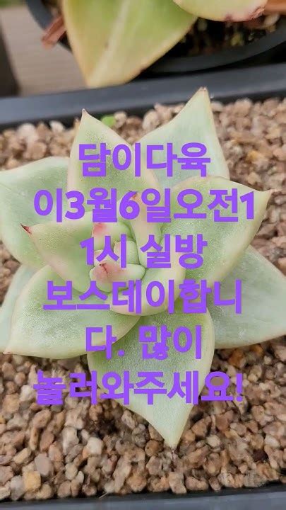 실방금다육이다육이보스다육담이다육 Youtube