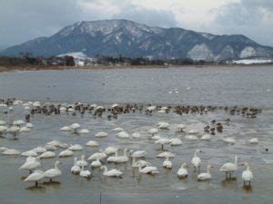 新潟市は国内初のラムサール条約湿地自治体認証都市です 新潟市公式観光情報サイト 旅のしおり