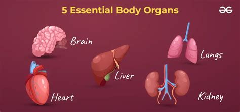 What are the 78 Organs In the Human Body? - GeeksforGeeks