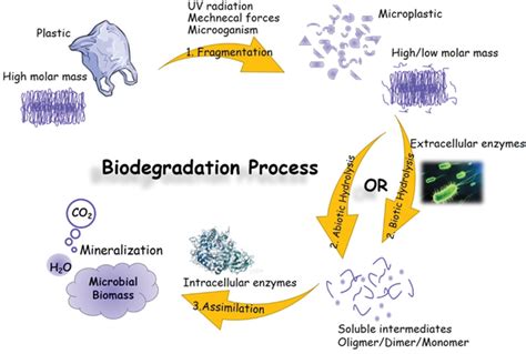 Schematic Representation Of The Different Steps Involved In