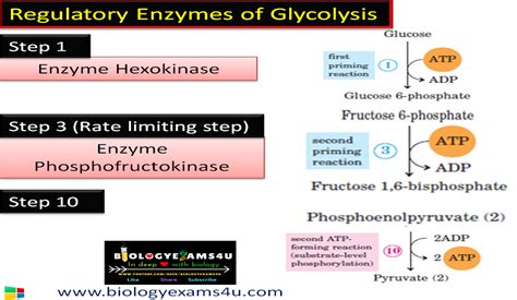 3 Regulatory Enzymes And Rate Limiting Step Of Glycolysis