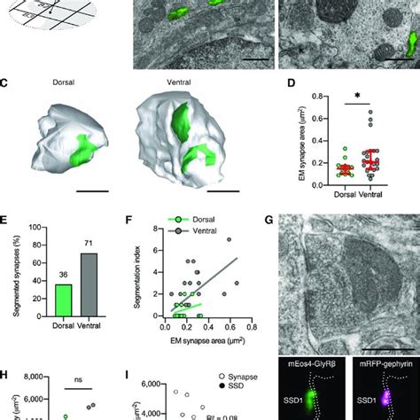 Quantitative Super Resolution Correlative Light And Electron Microscopy