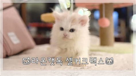 라온캣독 고양이분양 셀커크렉스 Youtube