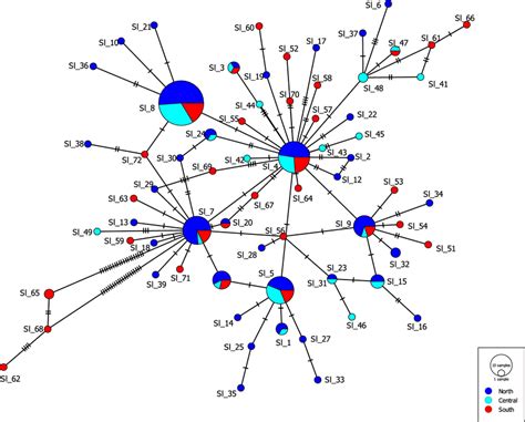 Minimum Spanning Network Showing The Relationships Between Haplotypes