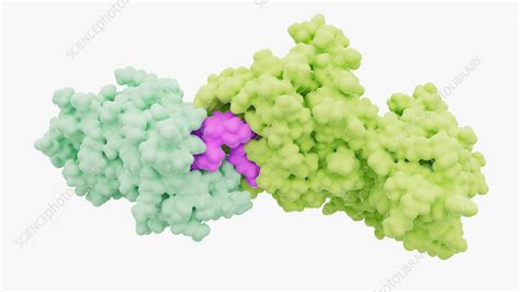 Proteolysis Targeting Chimera Molecule Illustration Stock Image