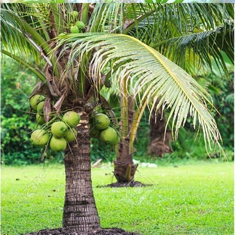 Palma Coco Enano Vivero El Encanto