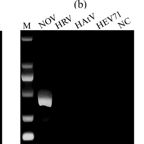 Assessment Of Primer Pairs For Reverse Transcription Recombinase Aided