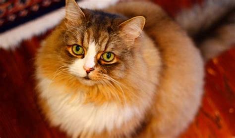Ragamuffin Cat Weight By Age A Full Guide My British Shorthair Cat Adoption And Cat Guides