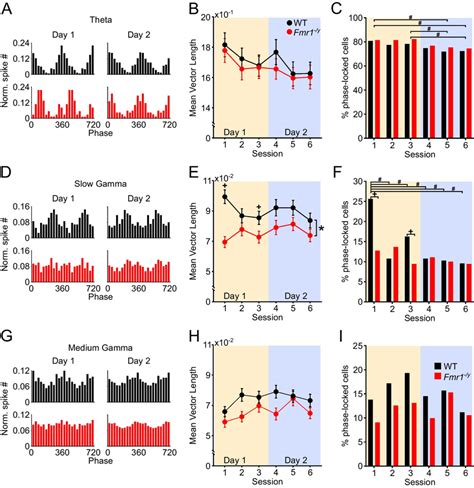 Fmr1− Y Ca1 Pyramidal Neurons Are Less Phase Locked To Gamma Download Scientific Diagram