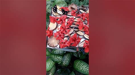 곳곳에 나비 먹이 꽃과일 과일 상한 냄새 심하고 개미 벌레들 Kl나비공원 Youtube