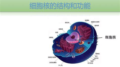 [生物]细胞核的结构和功能课件2022 2023学年高一上学期生物人教版必修1 共27张ppt 课件下载预览 二一课件通