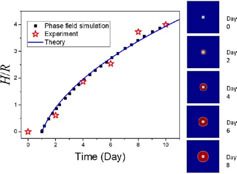 Experimental Theoretical And Phase Field Modeling Results Of Download Scientific Diagram