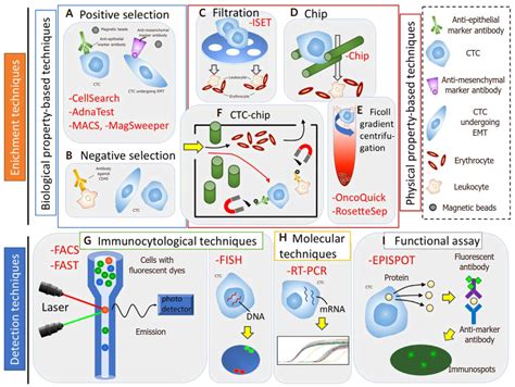 Circulating Tumor Cells In Gastric Cancer