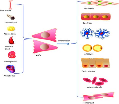 Different Sources And Differentiation Potential Of Mscs This Figure