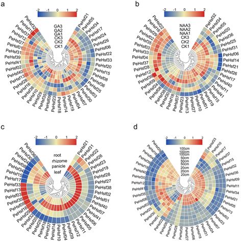 heat maps of pehsf gene expression log 10 transformed tpm values in