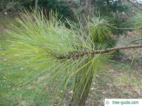 Loblolly Pine Pinus Taeda