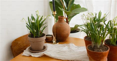 항아리에서 자라는 봄 꽃과 방에 린넨 패브릭이 있는 소박한 나무 테이블에 테라코타 꽃병 시골 정물 안녕하세요 봄입니다 원예 및 식물학 개념 첫 번째 꽃 봄 눈송이