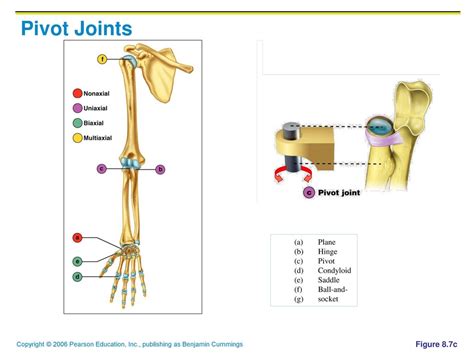 Chapter 8 The Joints Part B Ppt Download