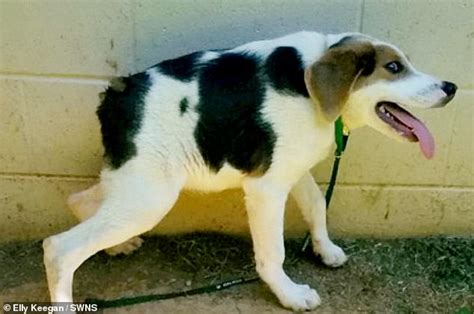 首のない犬はどう見える？？！！？ ワーキングホリデー（ワーホリ）・留学ならスタディ・ステイ・オーストラリアssa