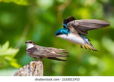 Male Tree Swallow Images Stock Photos Vectors Shutterstock