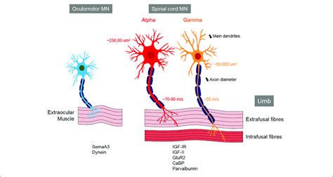 Reported Differences Between The Vulnerable Ventral Spinal Cord MNs Download Scientific