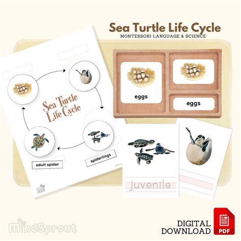 Life Cycle Of Sea Turtle Montessori Language Material Turtle Life Cycle Activity Made By Teachers