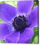Purple Poppy Photograph By Paul Slebodnick Fine Art America