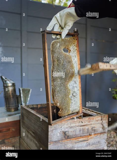 Bees Farm And Beekeeper In Honey Production On An Outdoor Factory On A