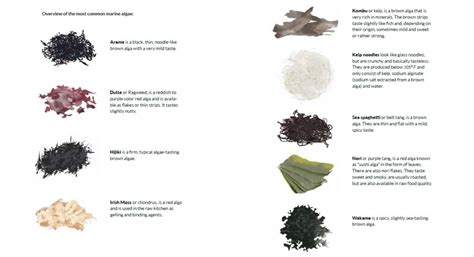 Are Algae The Food Of The Future Your Nutrition Academy