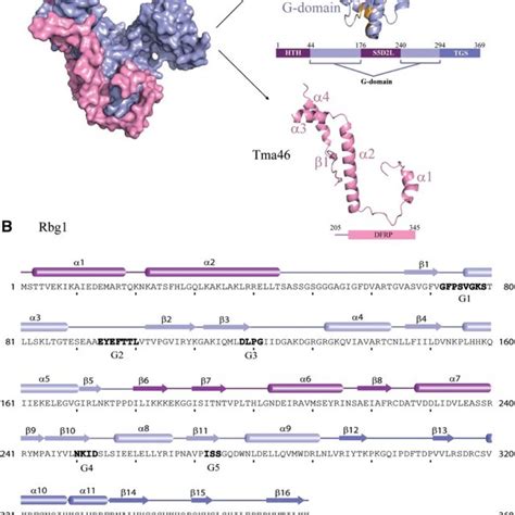 Gtp Binding And Hydrolysis A Presence Of 0 2 Mm Gtp Gtpγs Or Gdp Download Scientific