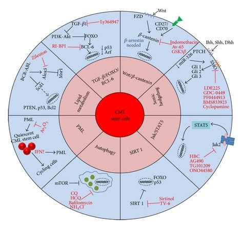 Monitoring Response To Therapy In Cml Three Levels Of Disease Control